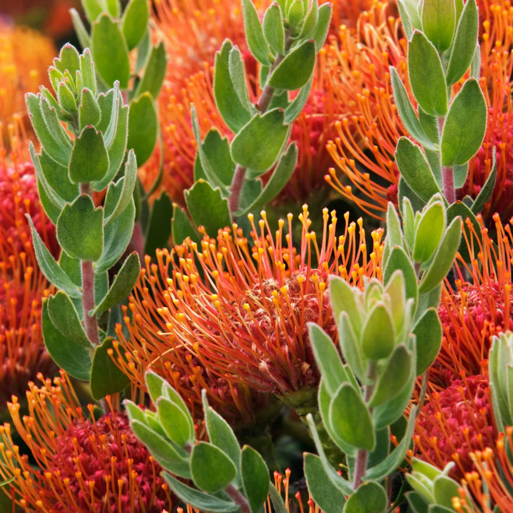 How to grow proteas | Better Homes & Gardens Australia