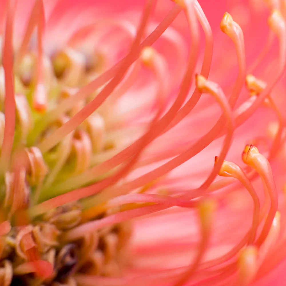 How to grow proteas | Better Homes & Gardens Australia