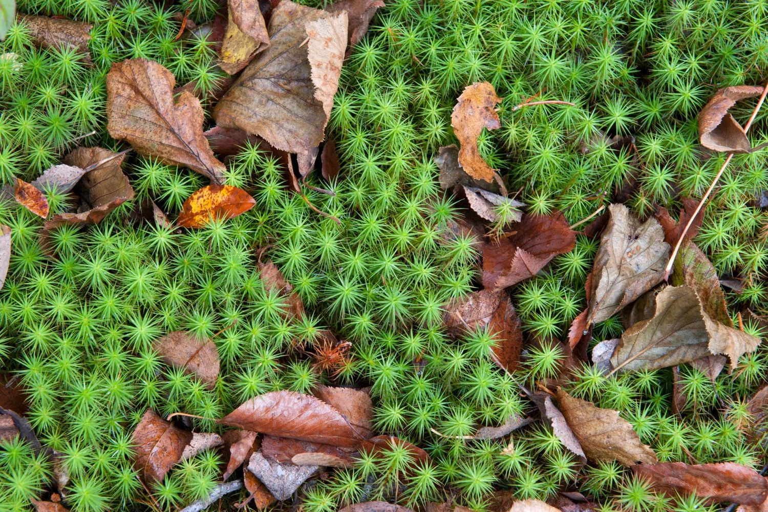 The Complete Guide To Lawn Alternatives | Better Homes & Gardens Australia