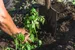 Burying Fish Under Plants | Better Homes & Gardens Australia