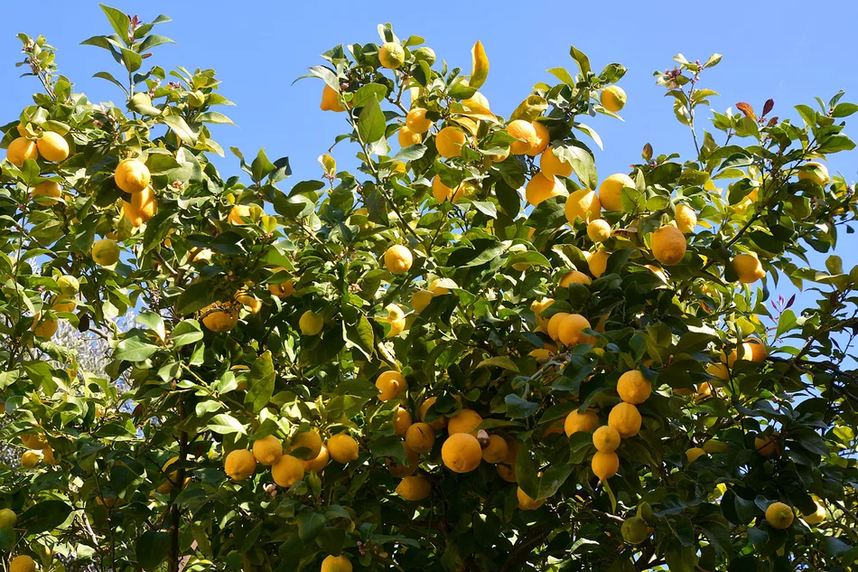 The best season to prune your lemon tree in Australia | Better Homes ...