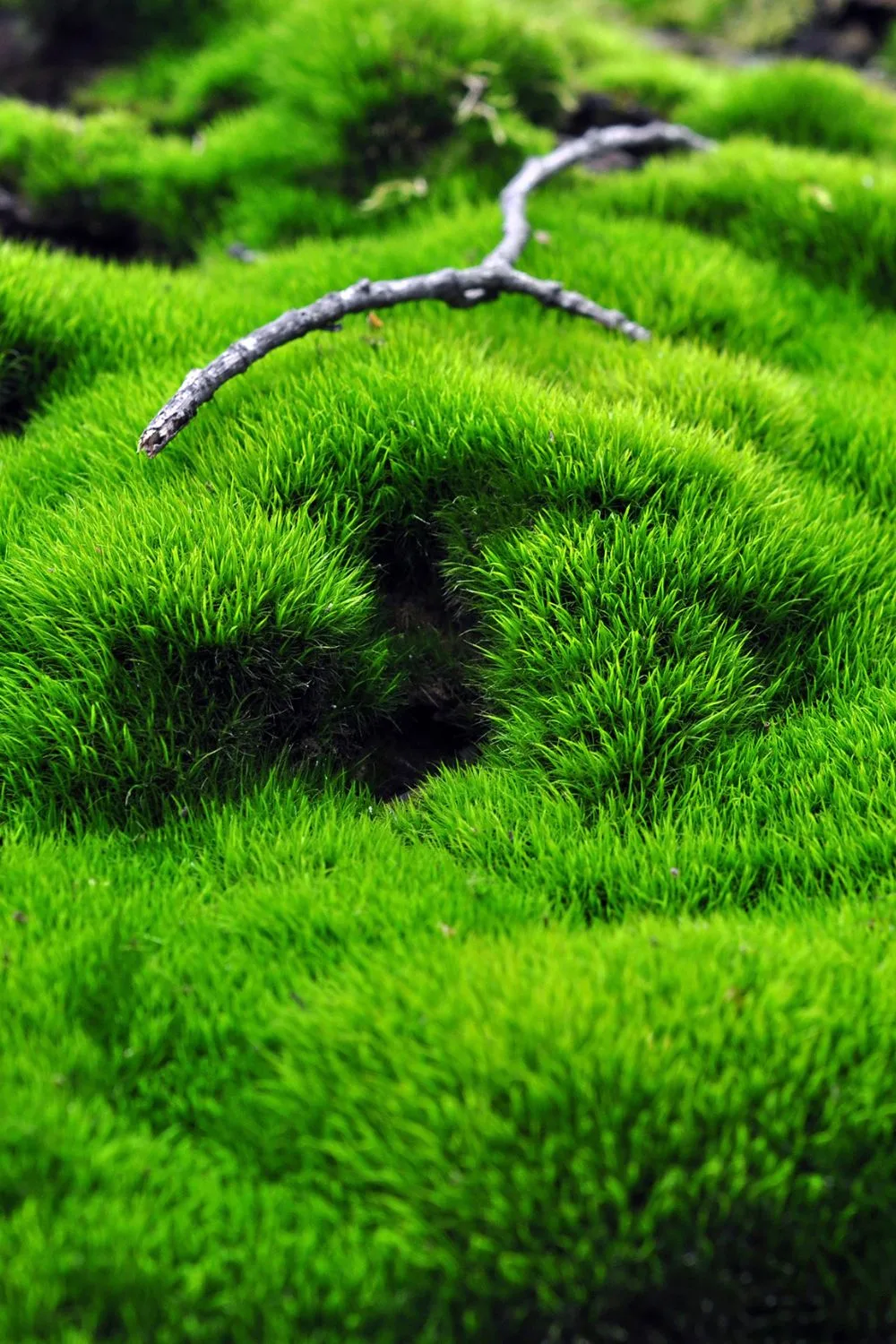 Moss Lawns: A Low-Maintenance Alternative to Grass