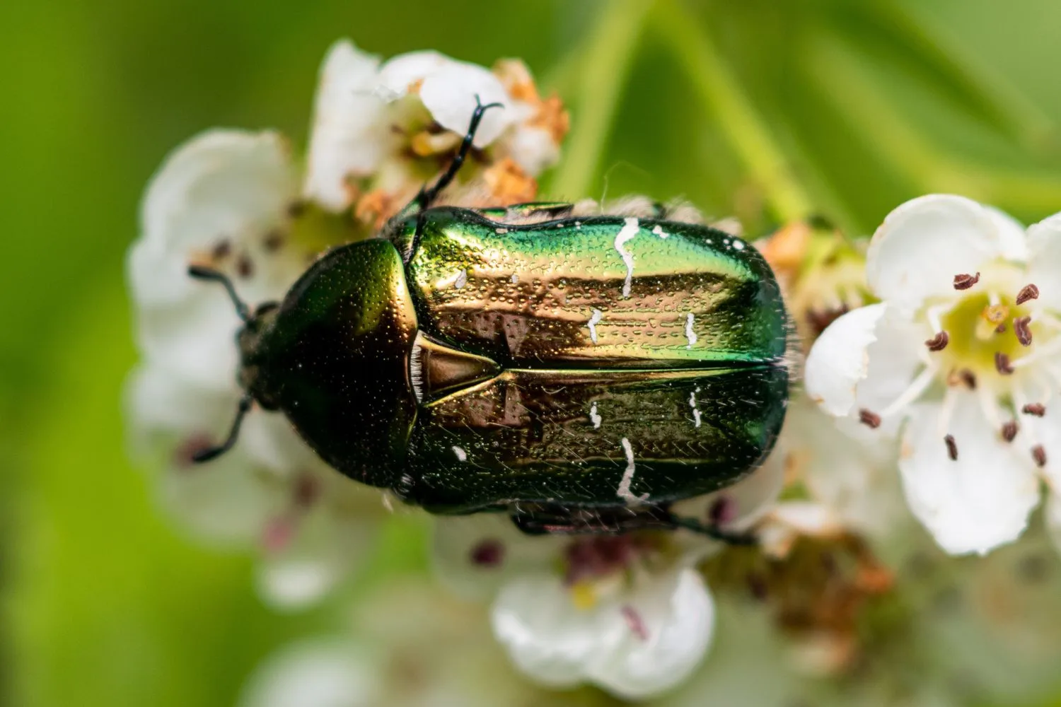 How To Get Rid Of Argentinian Lawn Scarab