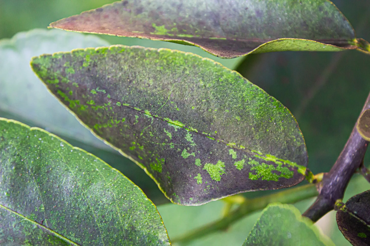 Citrus Pests and Diseases: Protect Your Fruit Trees