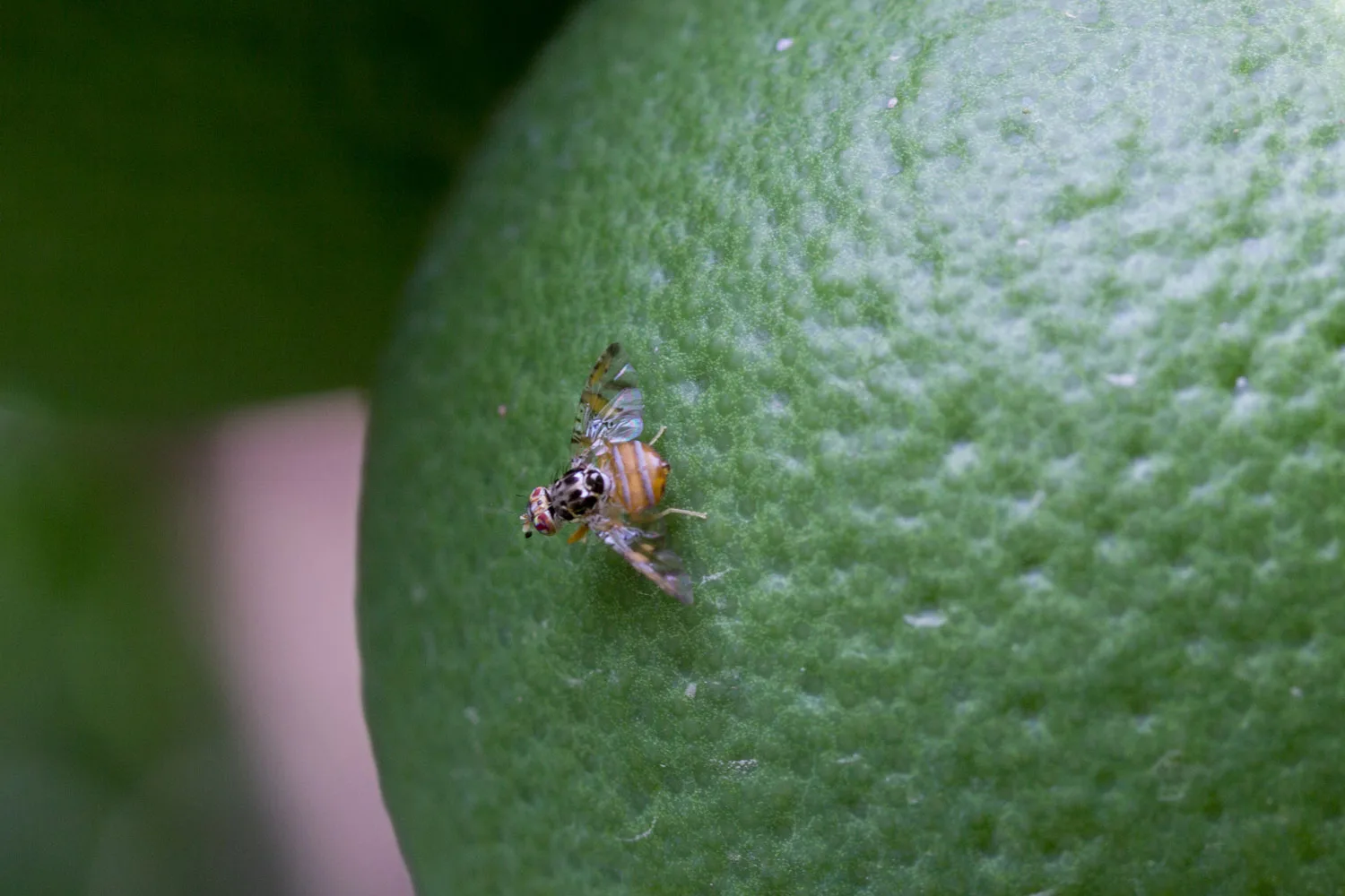 Citrus Pests and Diseases: Protect Your Fruit Trees