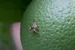 Citrus Pests and Diseases: Protect Your Fruit Trees