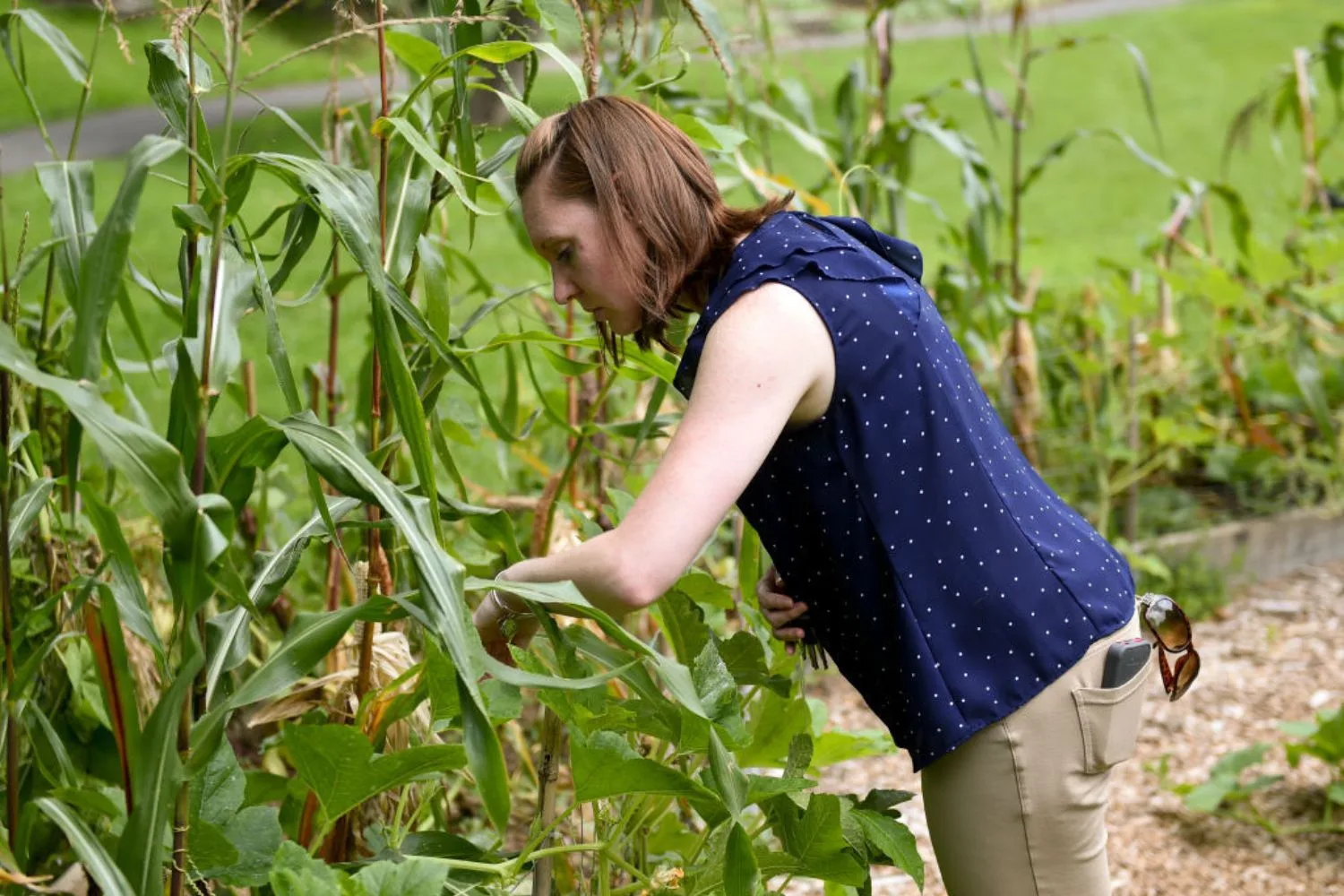 Three Sisters Planting Method | Better Homes & Gardens Australia