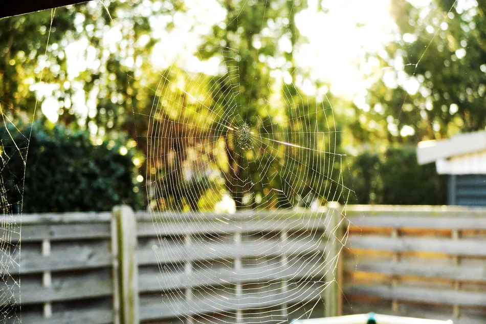 How To Get rid Of Spider Webs Around Your Home | Better Homes & Gardens ...