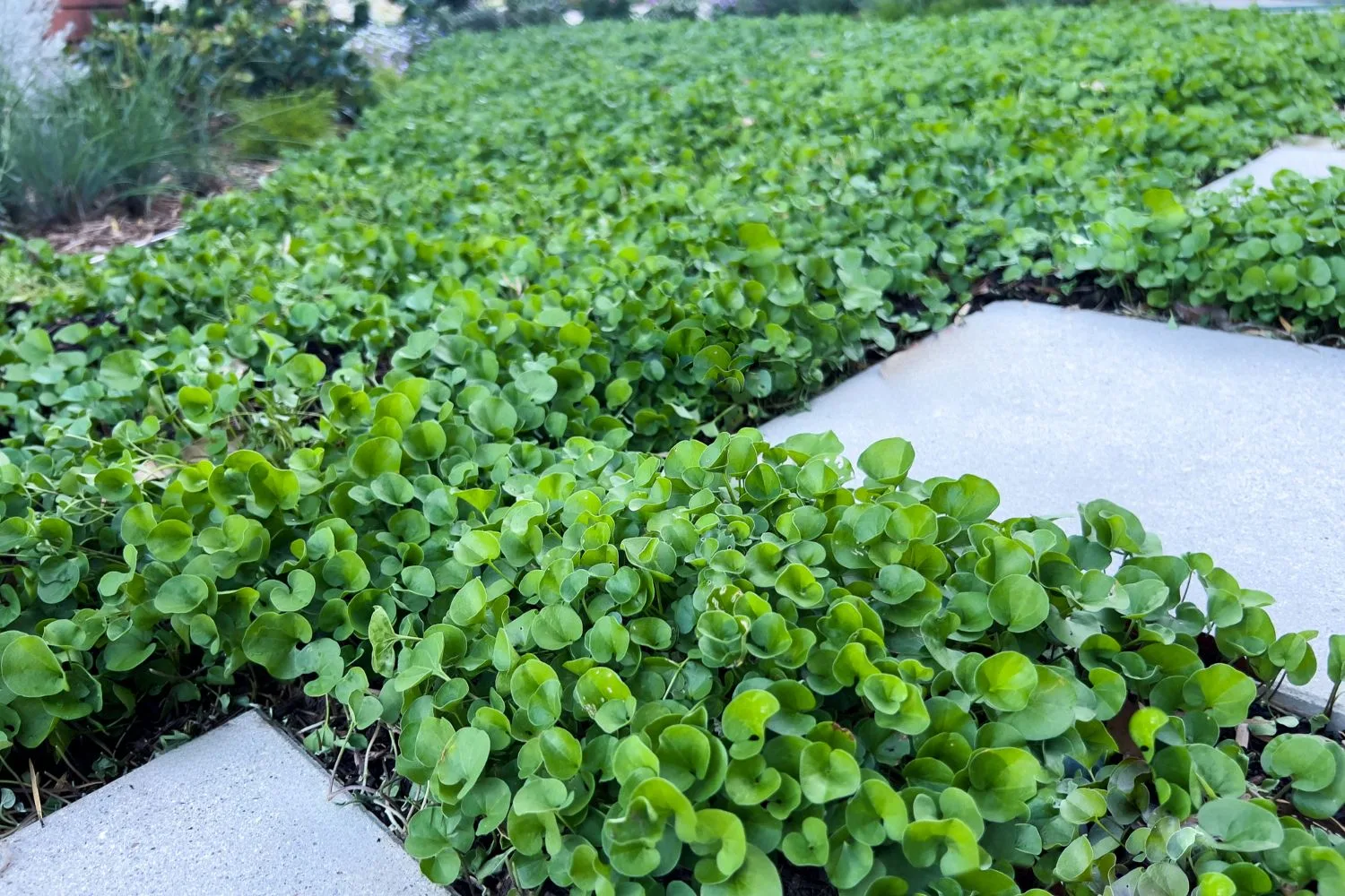 How To Plant A Dichondra Lawn | Better Homes & Gardens Australia