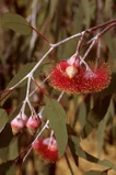 Australian Native Trees | Better Homes & Gardens Australia