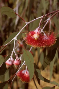 Australian Native Trees | Better Homes & Gardens Australia