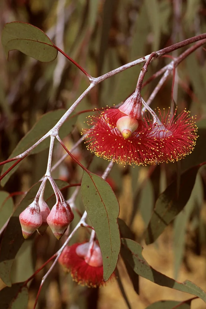 Australian Native Trees | Better Homes & Gardens Australia