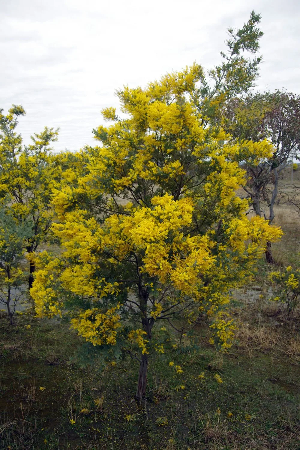 Australian Native Trees | Better Homes & Gardens Australia