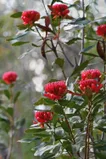 Australian Native Trees | Better Homes & Gardens Australia