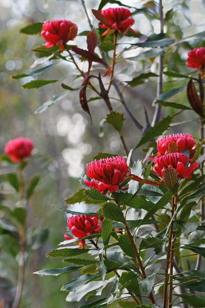 Australian Native Trees | Better Homes & Gardens Australia