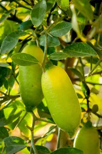 Australian Native Trees | Better Homes & Gardens Australia