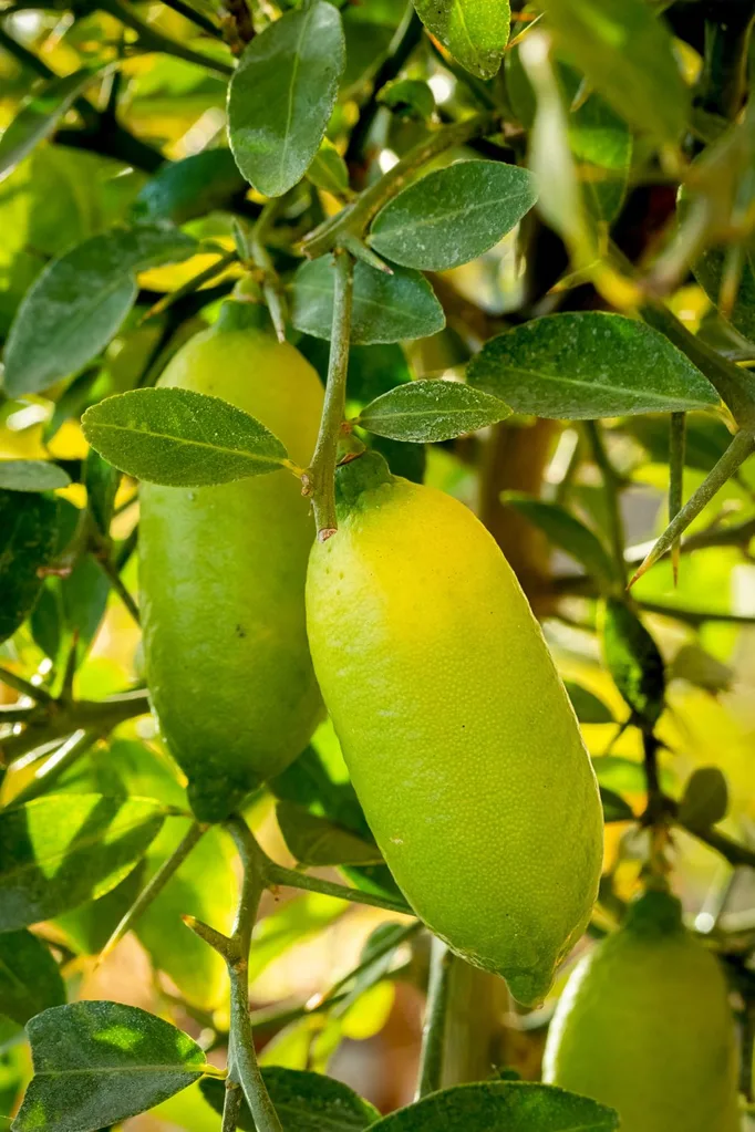 Australian Native Trees | Better Homes & Gardens Australia