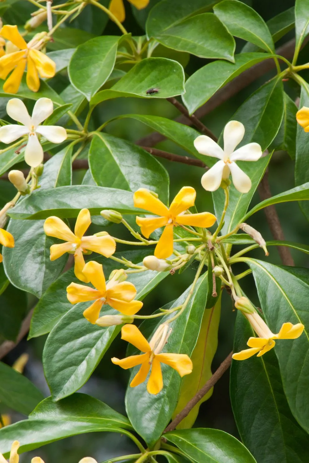 Australian Native Trees | Better Homes & Gardens Australia