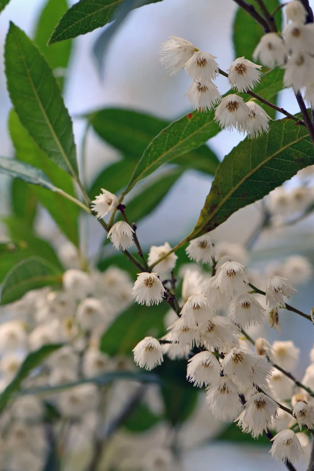 Australian Native Trees | Better Homes & Gardens Australia