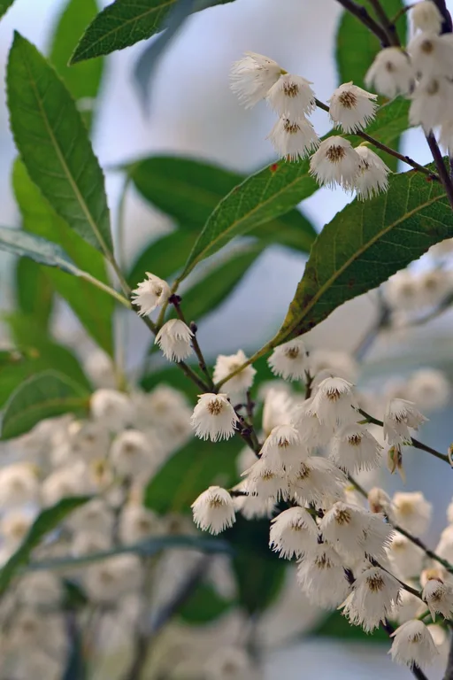 Australian Native Trees | Better Homes & Gardens Australia