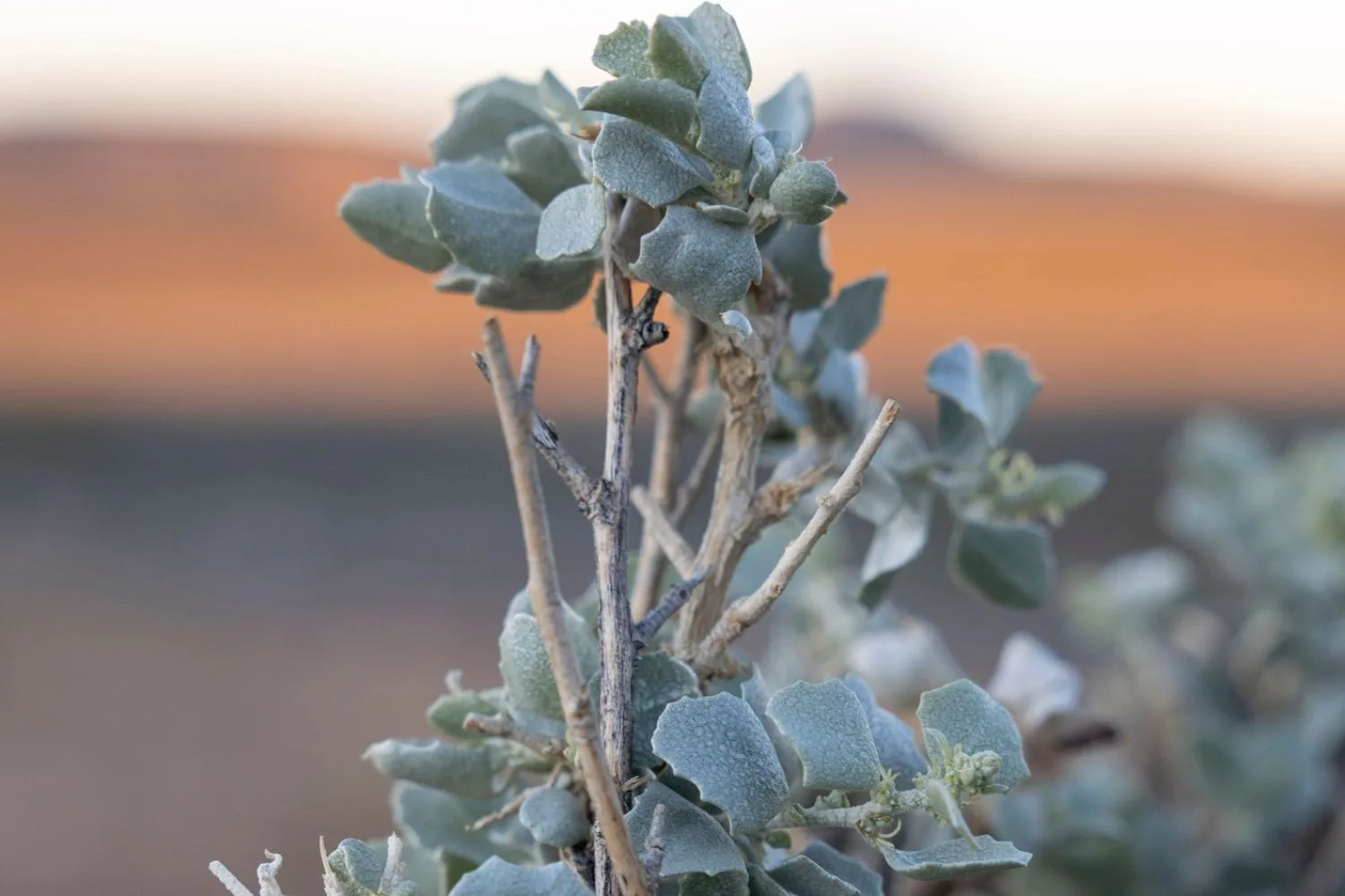 Bush Tucker Plants And Edible Australian Native Plants