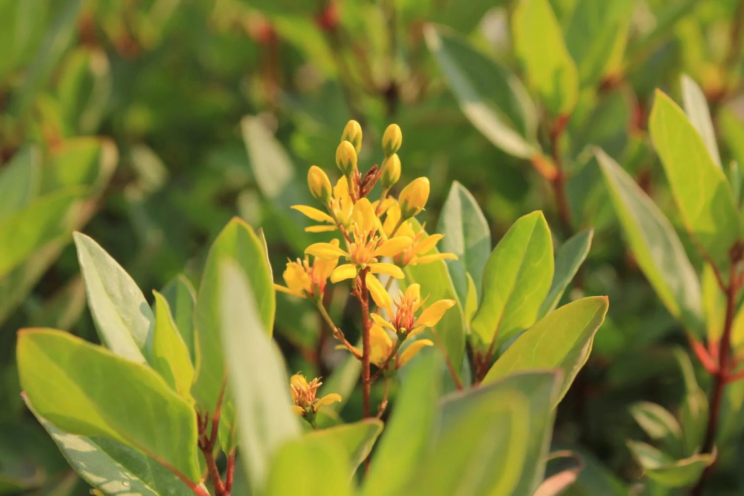 Bush Tucker Plants And Edible Australian Native Plants