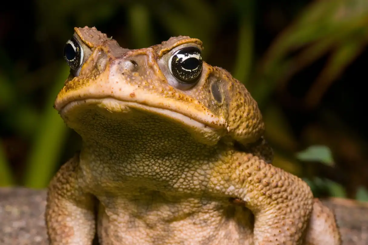 How To Get Rid Of Cane Toads: The Most Humane Method