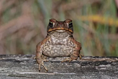 How To Get Rid Of Cane Toads: The Most Humane Method