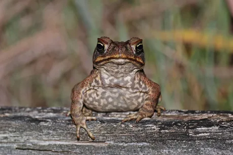 How To Get Rid Of Cane Toads: The Most Humane Method