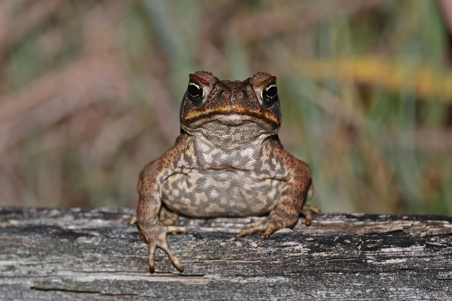 How To Get Rid Of Cane Toads: The Most Humane Method