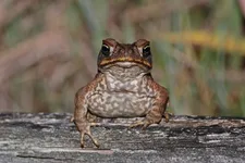 How To Get Rid Of Cane Toads: The Most Humane Method