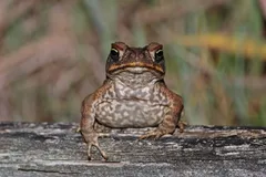 How To Get Rid Of Cane Toads: The Most Humane Method