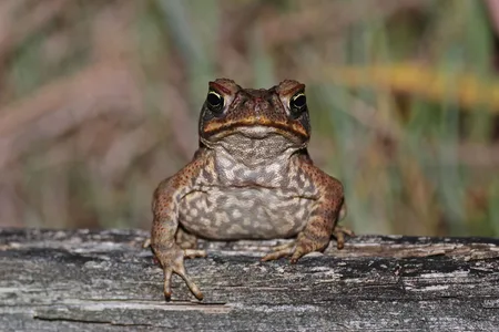 How To Get Rid Of Cane Toads: The Most Humane Method