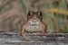 How To Get Rid Of Cane Toads: The Most Humane Method