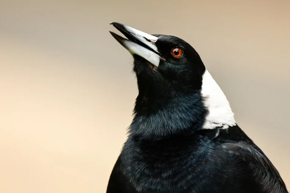 What attracts magpies to swoop? The answer will surprise you.