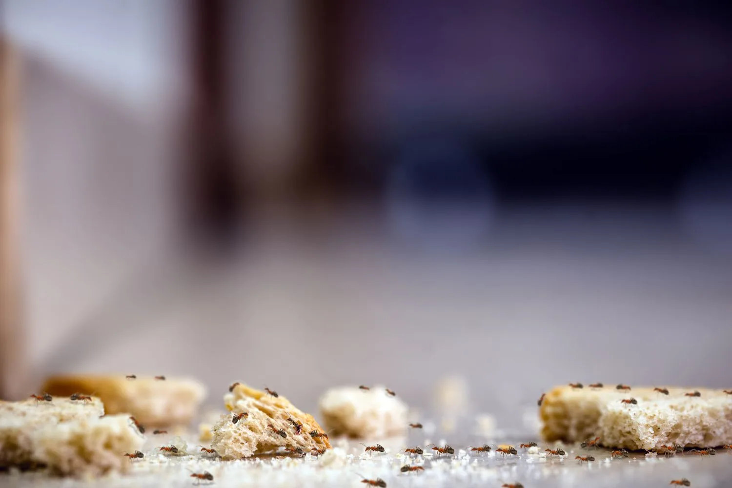 How To Combat Ants In Your House | Better Homes & Gardens Australia