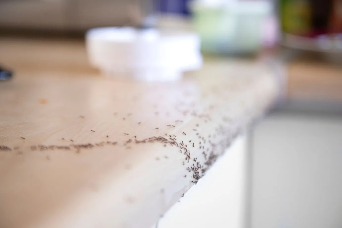 How To Combat Ants In Your House | Better Homes & Gardens Australia