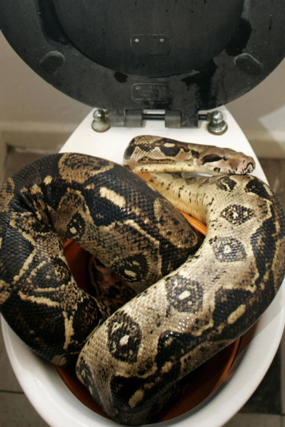 What To Do If You Have A Snake In Your Bathroom