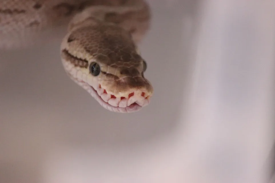 What To Do If You Have A Snake In Your Bathroom
