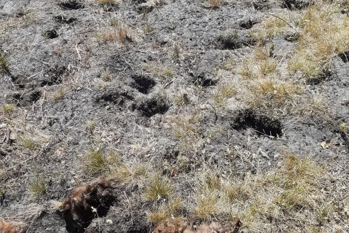 The World's Ugliest Lawn Competition Has Been Won By An Aussie ...
