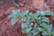 Bush Tucker Plants And Edible Australian Native Plants