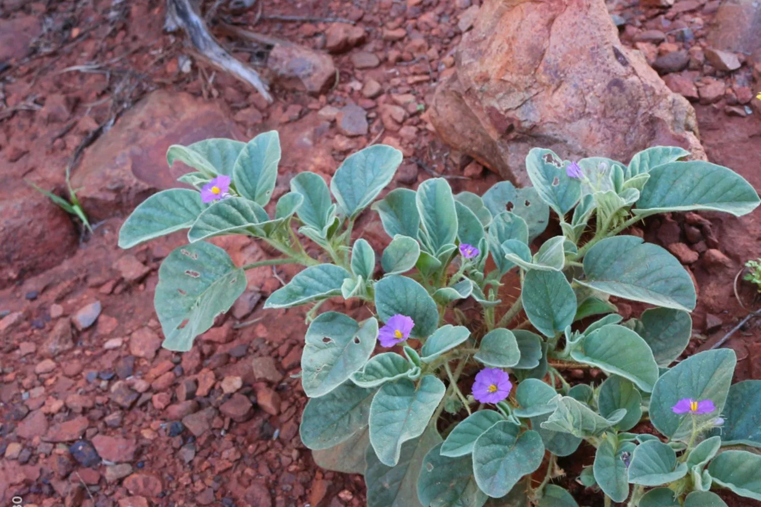 Bush Tucker Plants And Edible Australian Native Plants