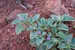 Bush Tucker Plants And Edible Australian Native Plants