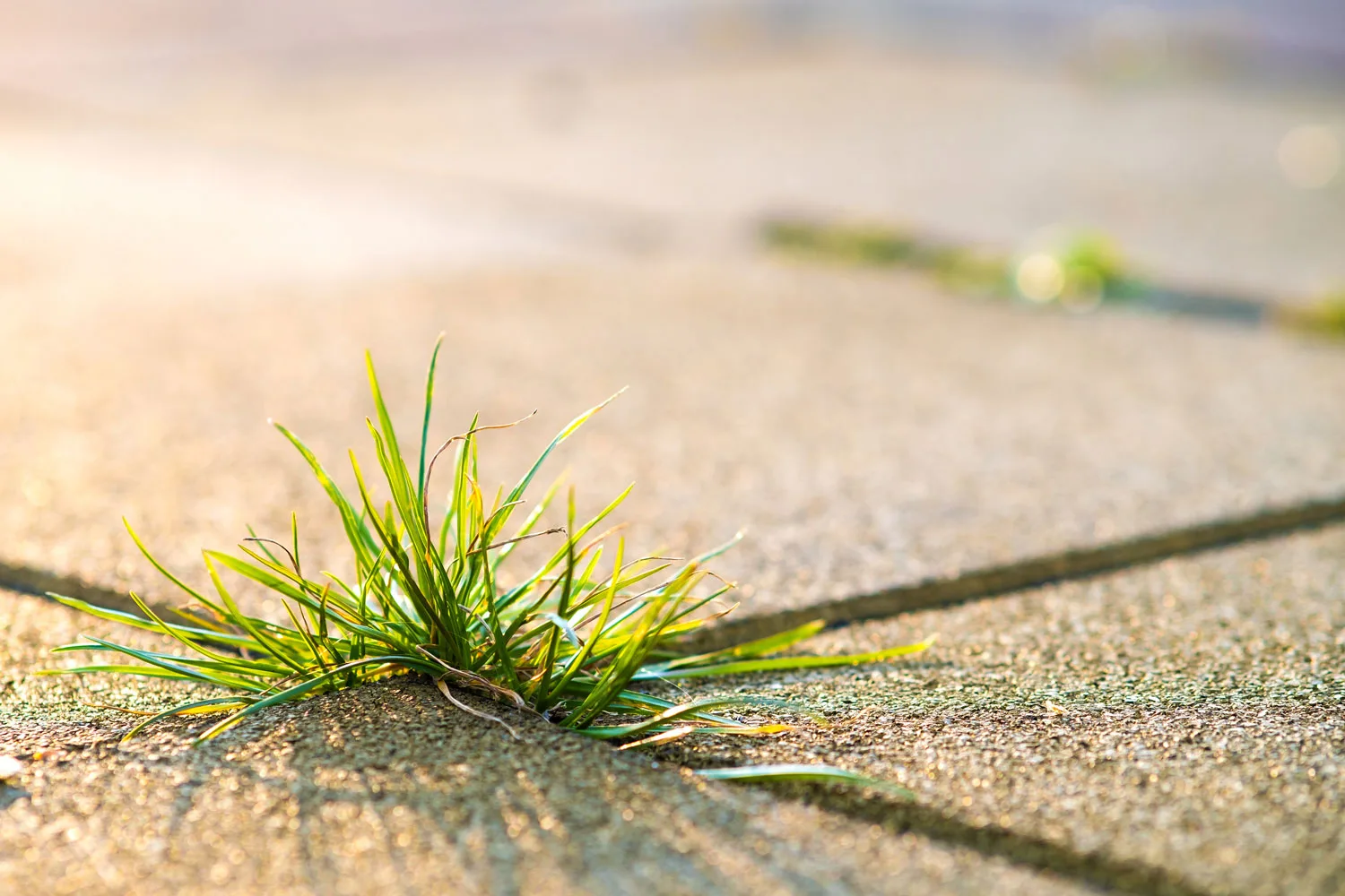 How To Permanently Remove Annoying Paver Weeds