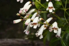 Discover Australian Native Vines | Gardening Tips