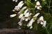 Discover Australian Native Vines | Gardening Tips