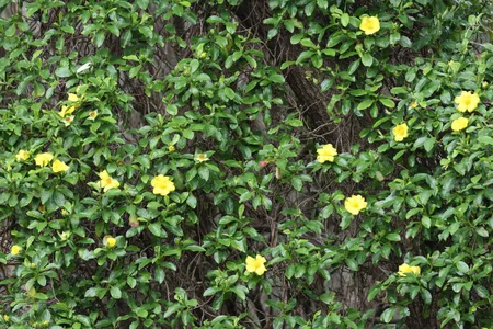 Discover Australian Native Vines | Gardening Tips
