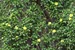 Discover Australian Native Vines | Gardening Tips
