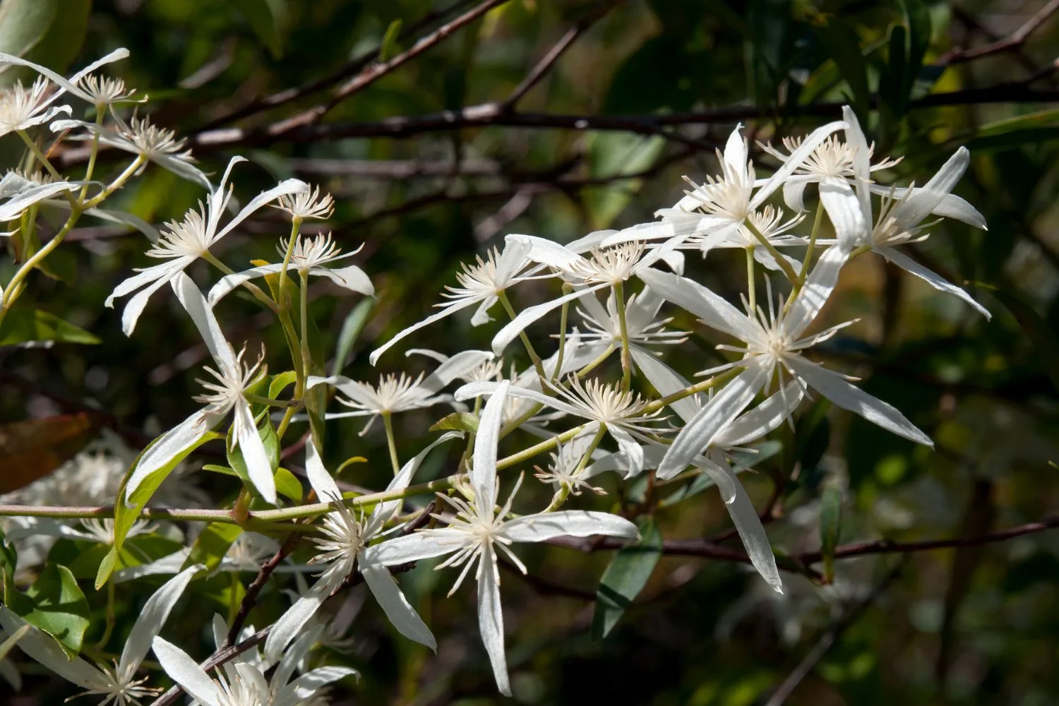 Discover Australian Native Vines | Gardening Tips