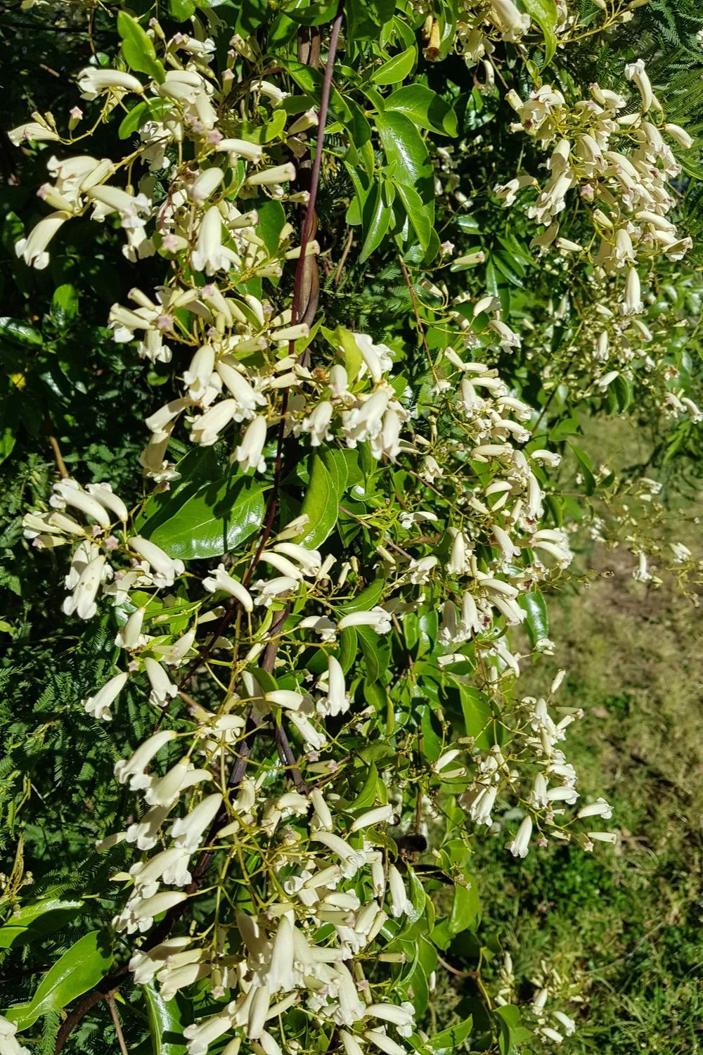 Discover Australian Native Vines | Gardening Tips